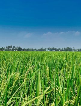 Welcome to Peacock Seeds