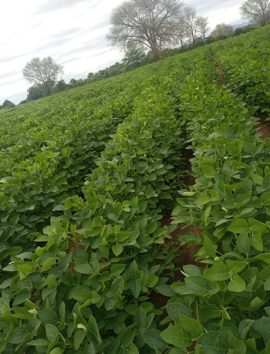 Welcome to Peacock Seeds