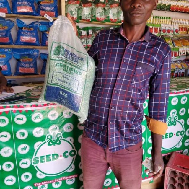 Peacock Seeds Media and Downloads