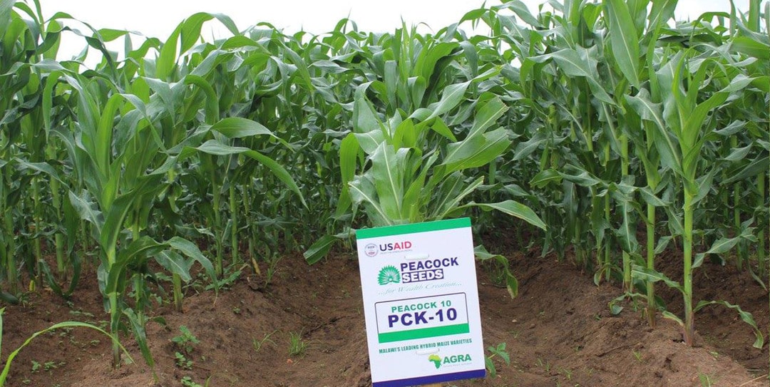 Welcome to Peacock Seeds